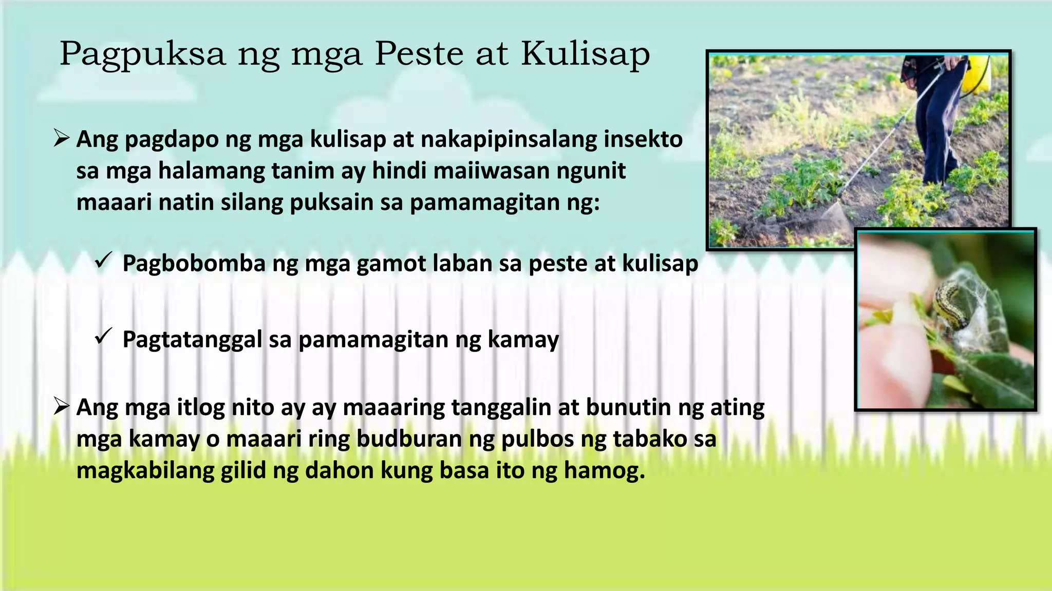 Aralin 3- MasisitemanPangangalaga ng Gulay.pptx