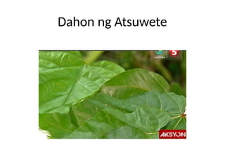 Aralin 37 Halaman mula sa butjguxgwjugo.pptx