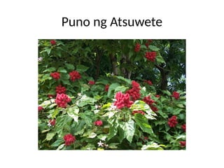 Aralin 37 Halaman mula sa butjguxgwjugo.pptx