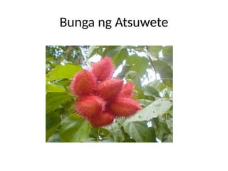 Aralin 37 Halaman mula sa butjguxgwjugo.pptx