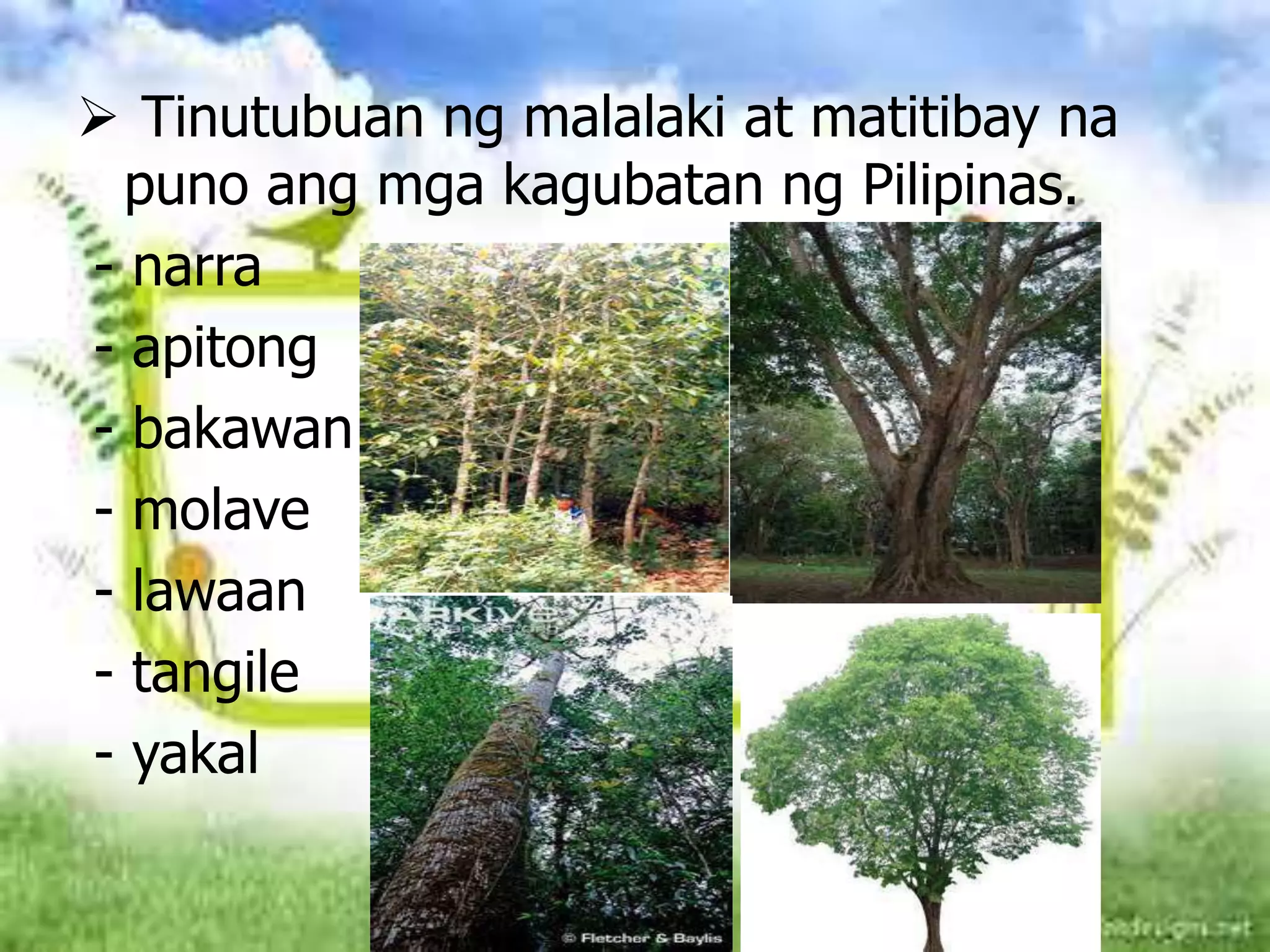 Ang mga Yaman ng Pilipinas | PPTX