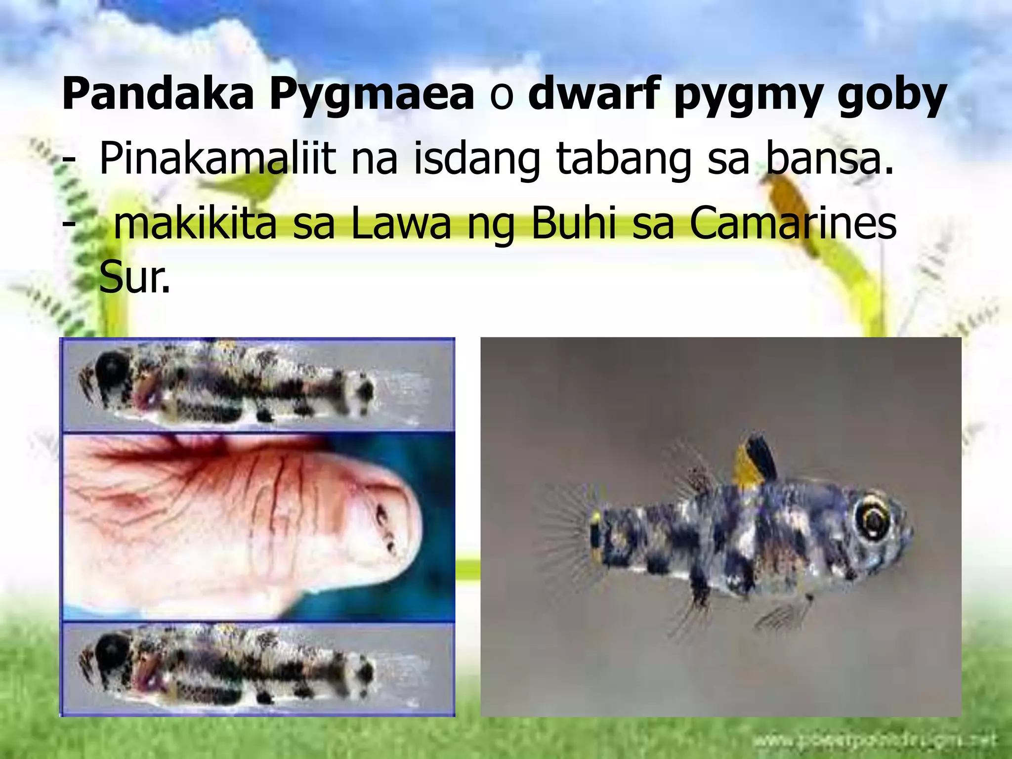 Ang mga Yaman ng Pilipinas | PPTX