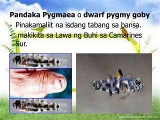 Ang mga Yaman ng Pilipinas | PPTX