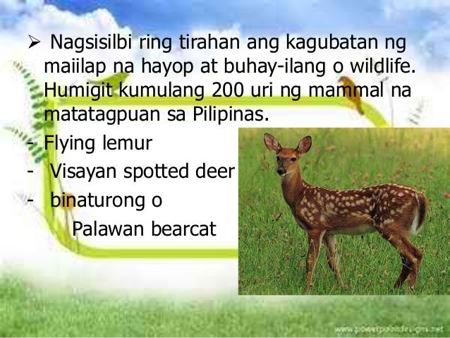 Philippine Pilandok