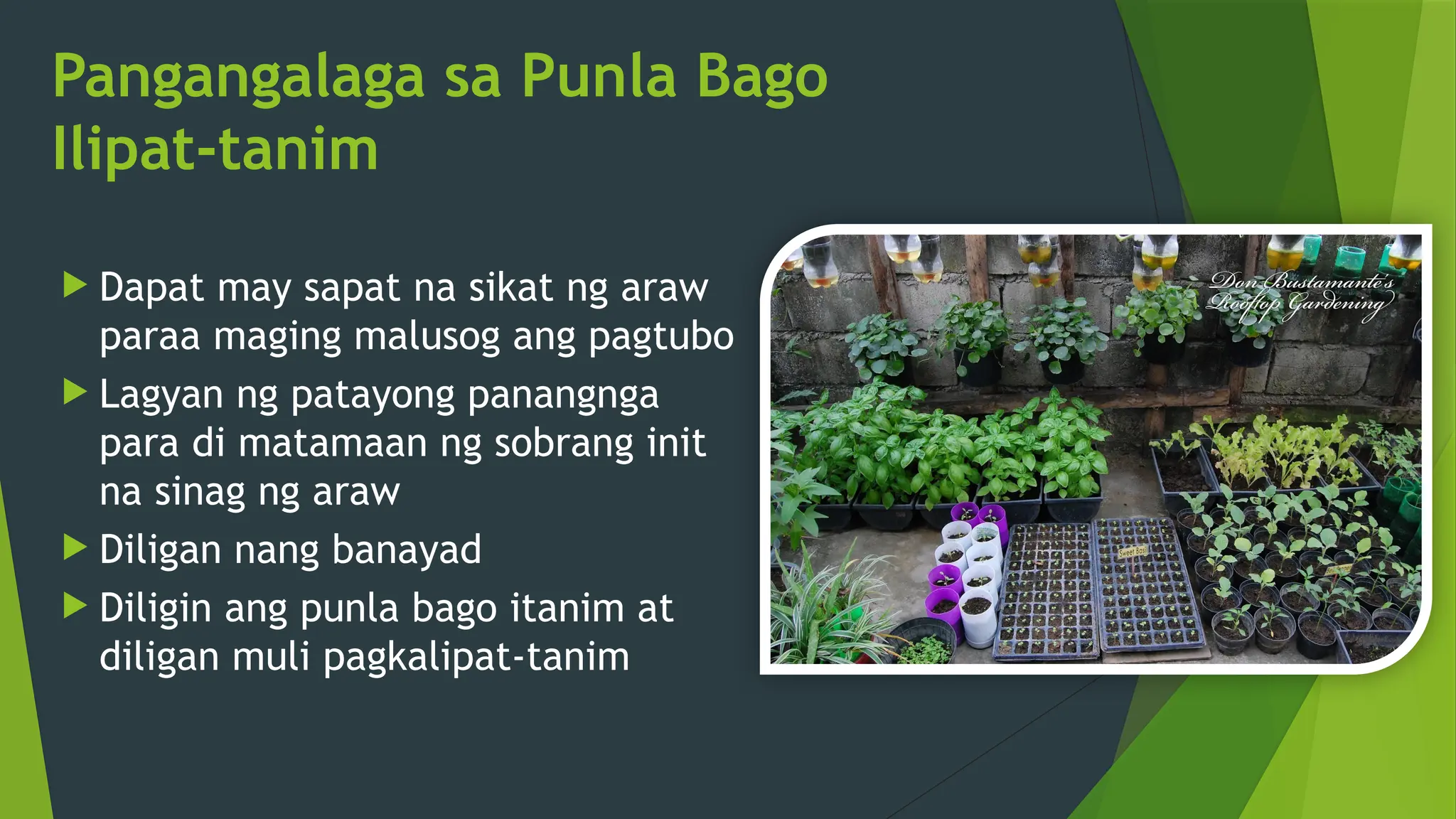 ARALIN 8 HELE 6 Pangangalaga sa Halaman.pptx