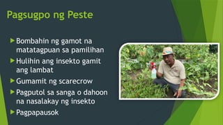 ARALIN 8 HELE 6 Pangangalaga sa Halaman.pptx