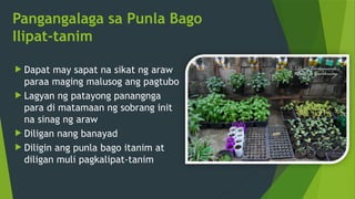 ARALIN 8 HELE 6 Pangangalaga sa Halaman.pptx