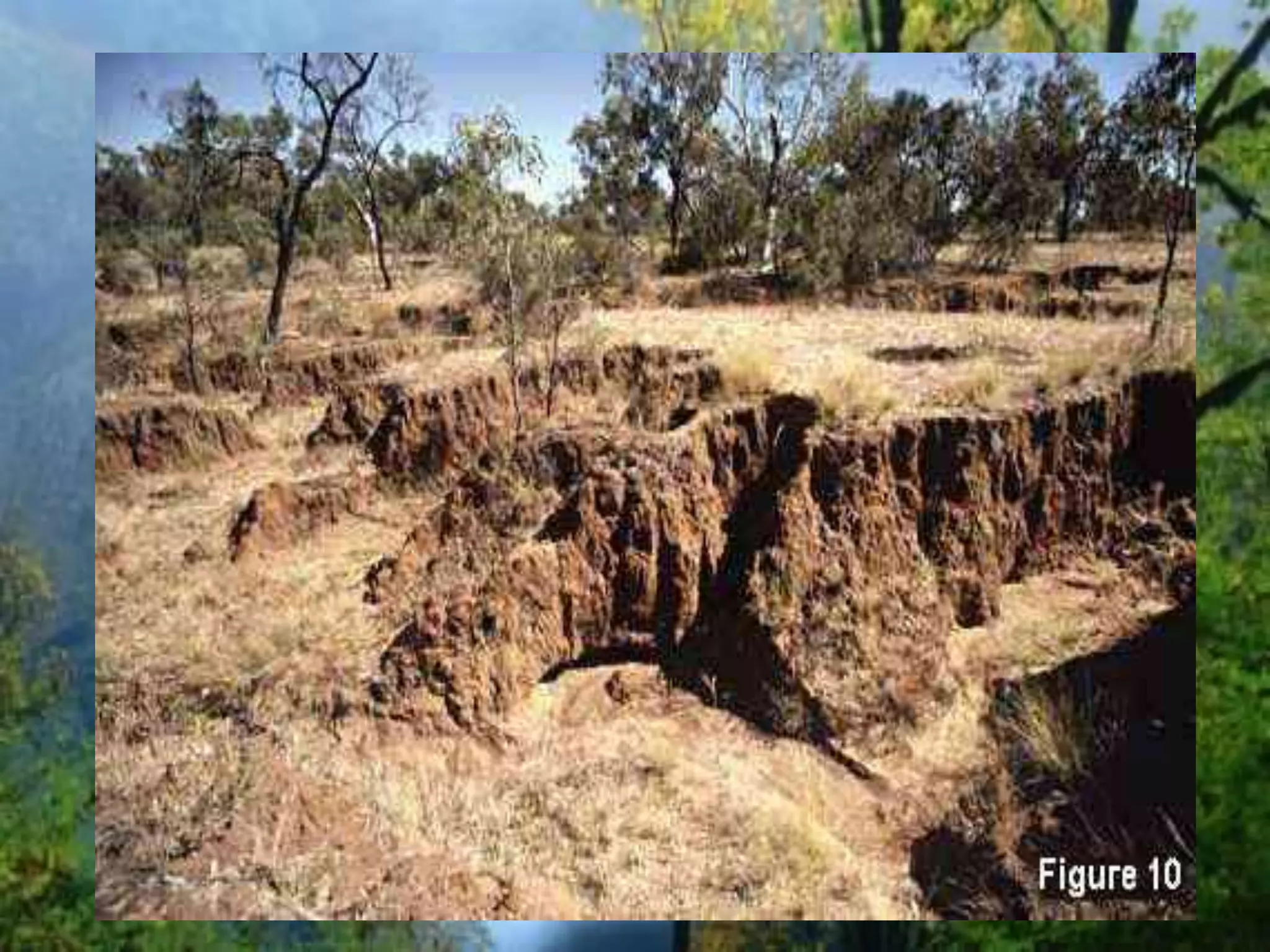 ang kagubatan | PPTX