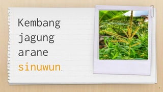 Arane kembang, wit lan kewan | PPTX