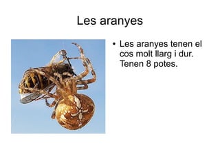 l 'aranya | PPT