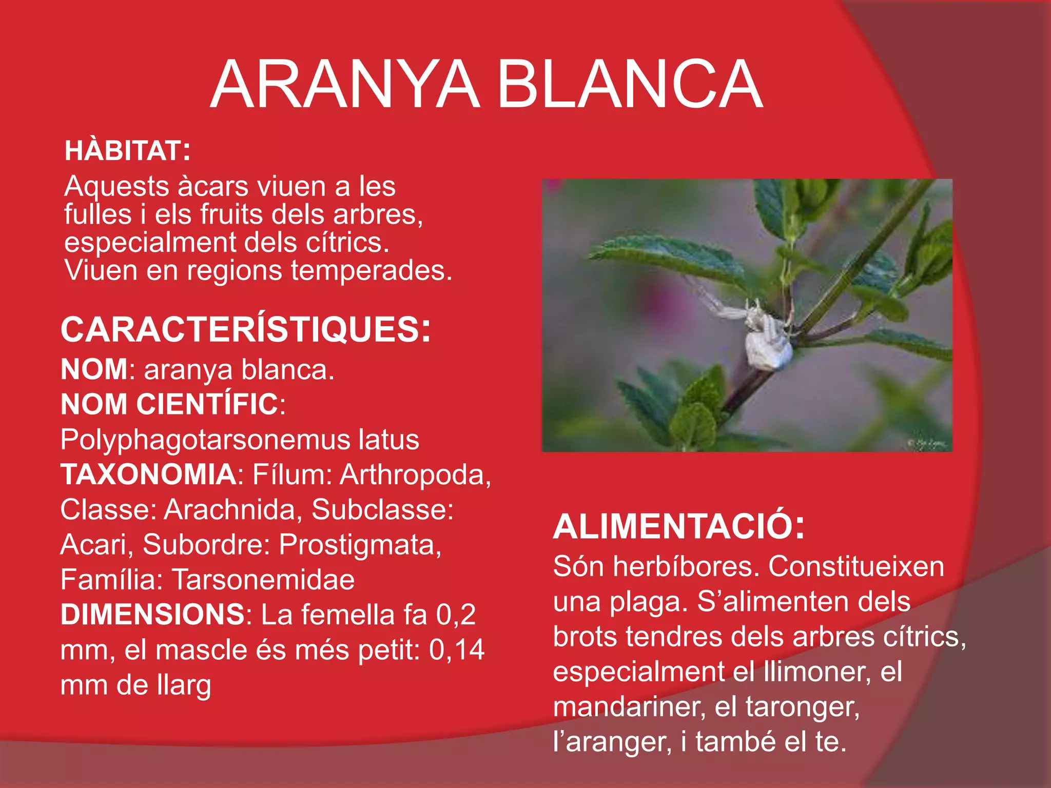 Aranya blanca | PPTX