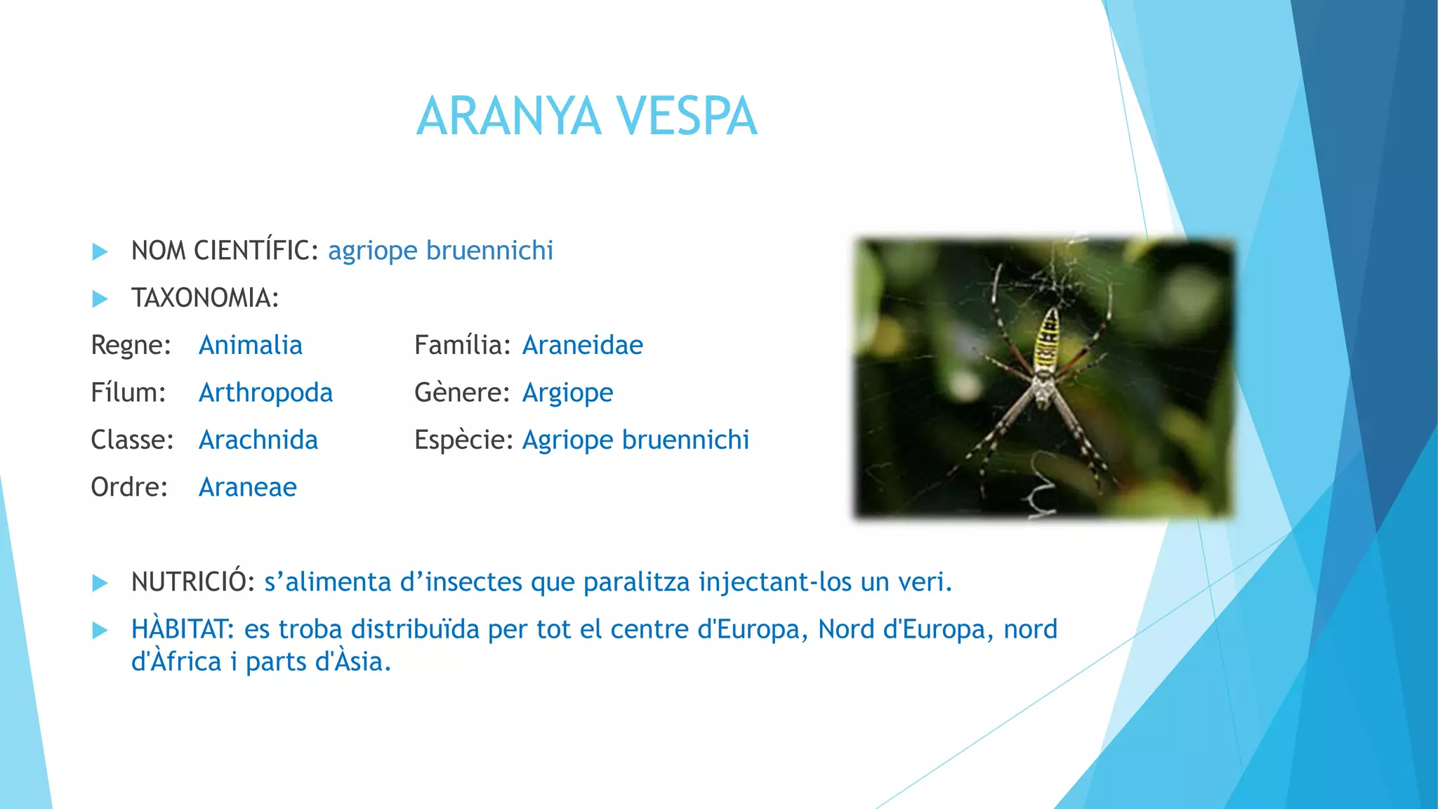 Aranya vespa | PPT