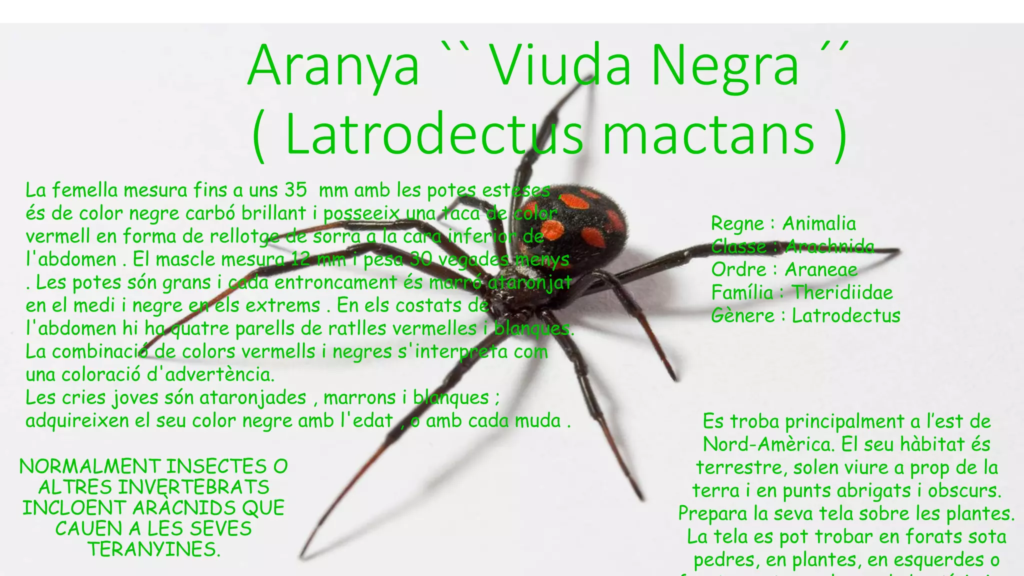 Aranya `` viuda negra ´´ ( latrodectus mactans ) | PPTX
