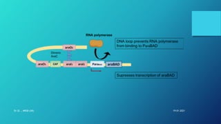 Ara operon | PPTX | Endocrine and Metabolic Diseases | Diseases and ...