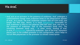 Ara operon | PPTX | Endocrine and Metabolic Diseases | Diseases and ...