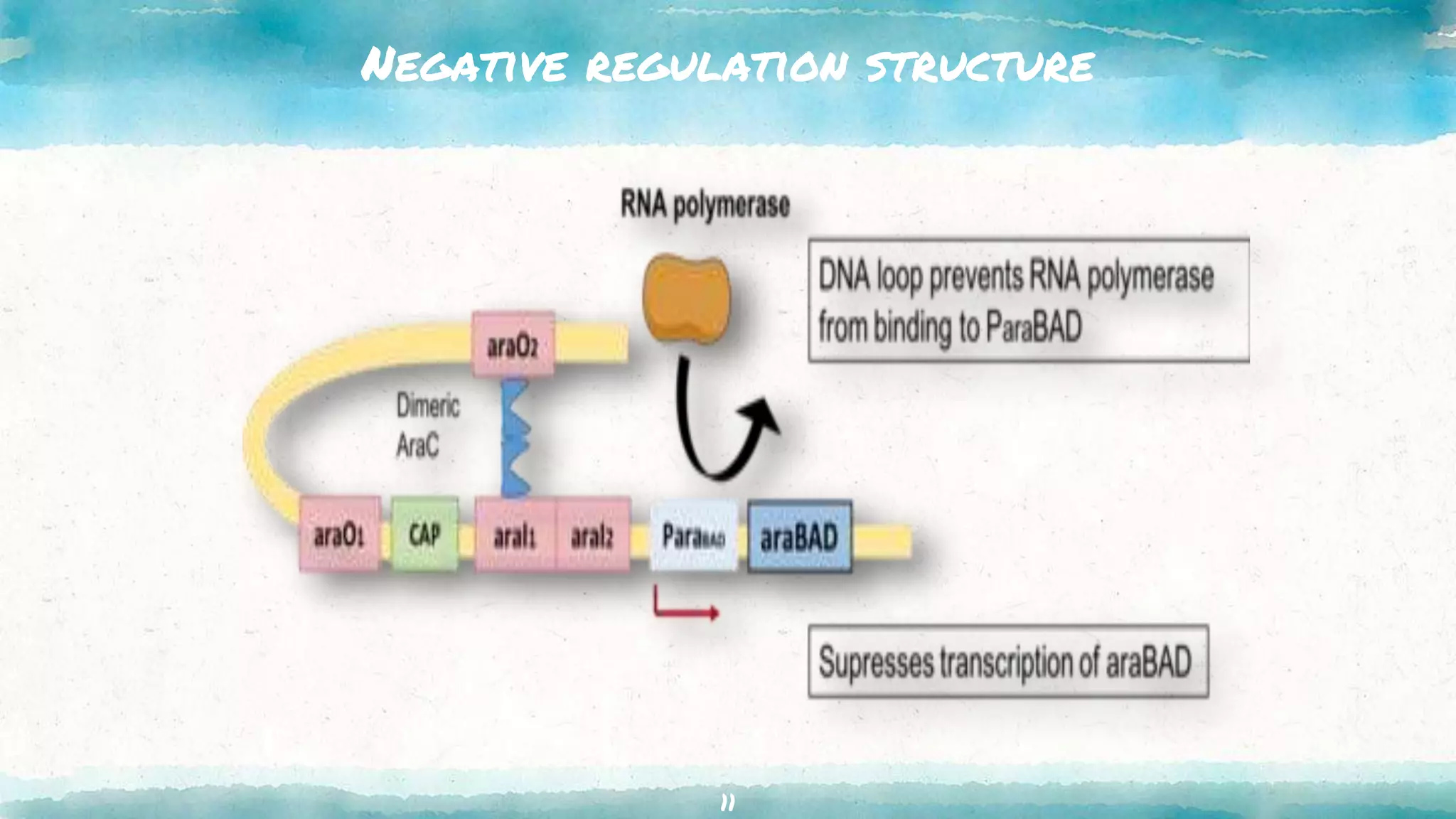 Ara operon | PPTX