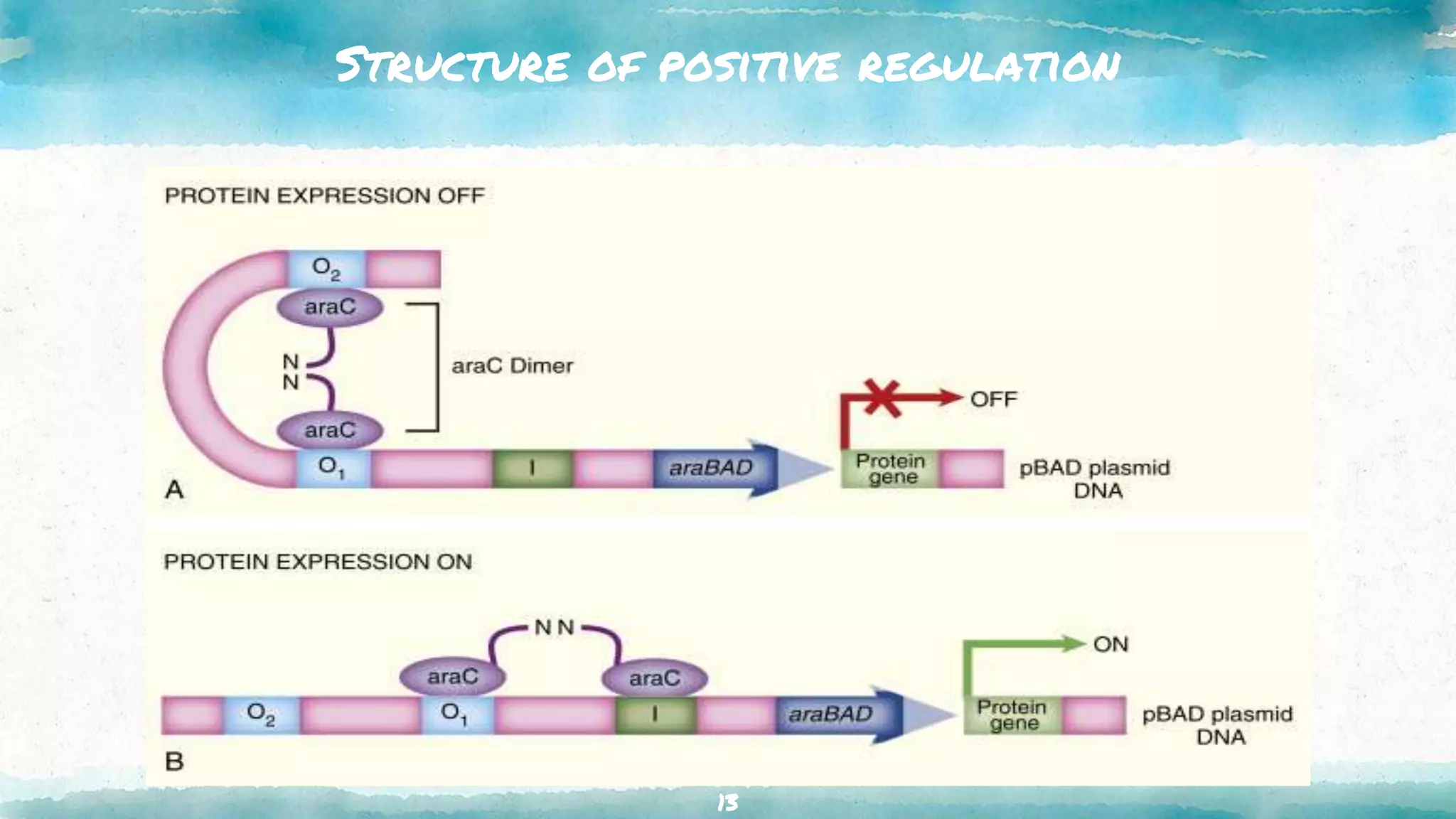Ara operon | PPTX