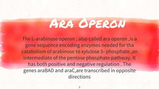 Ara operon | PPTX