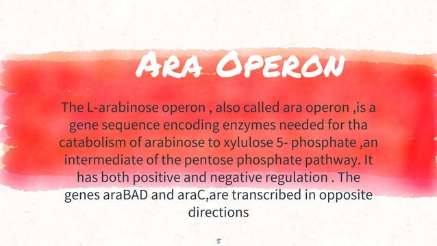 Ara operon | PPTX