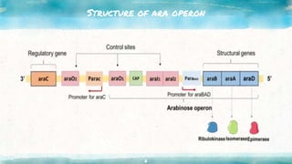 Ara operon | PPTX
