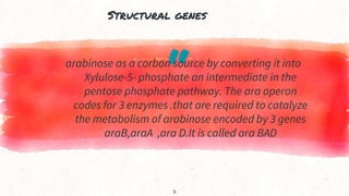 Ara operon | PPTX