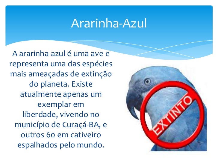 Ararinha azul