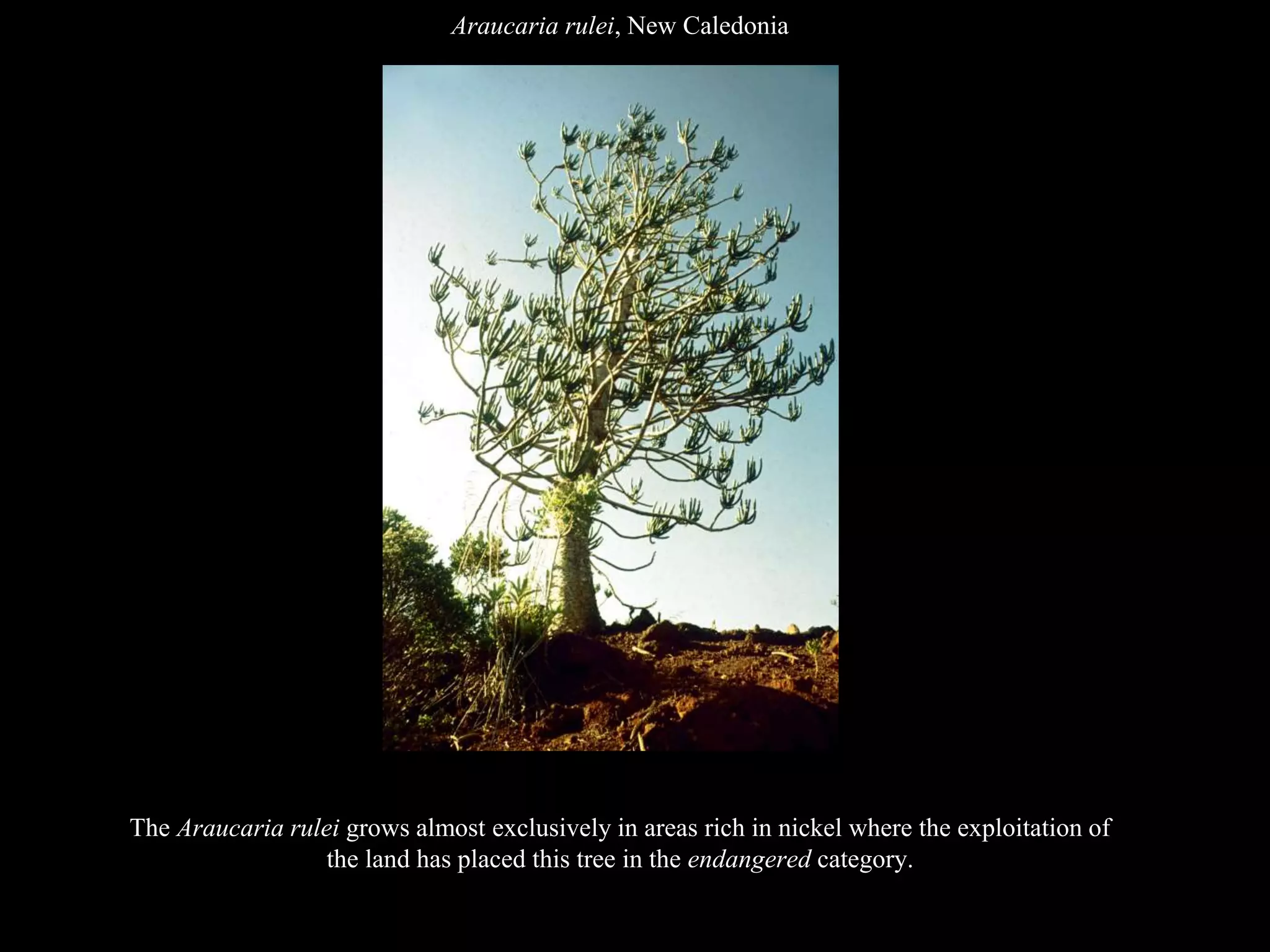 Araucaria | PPTX