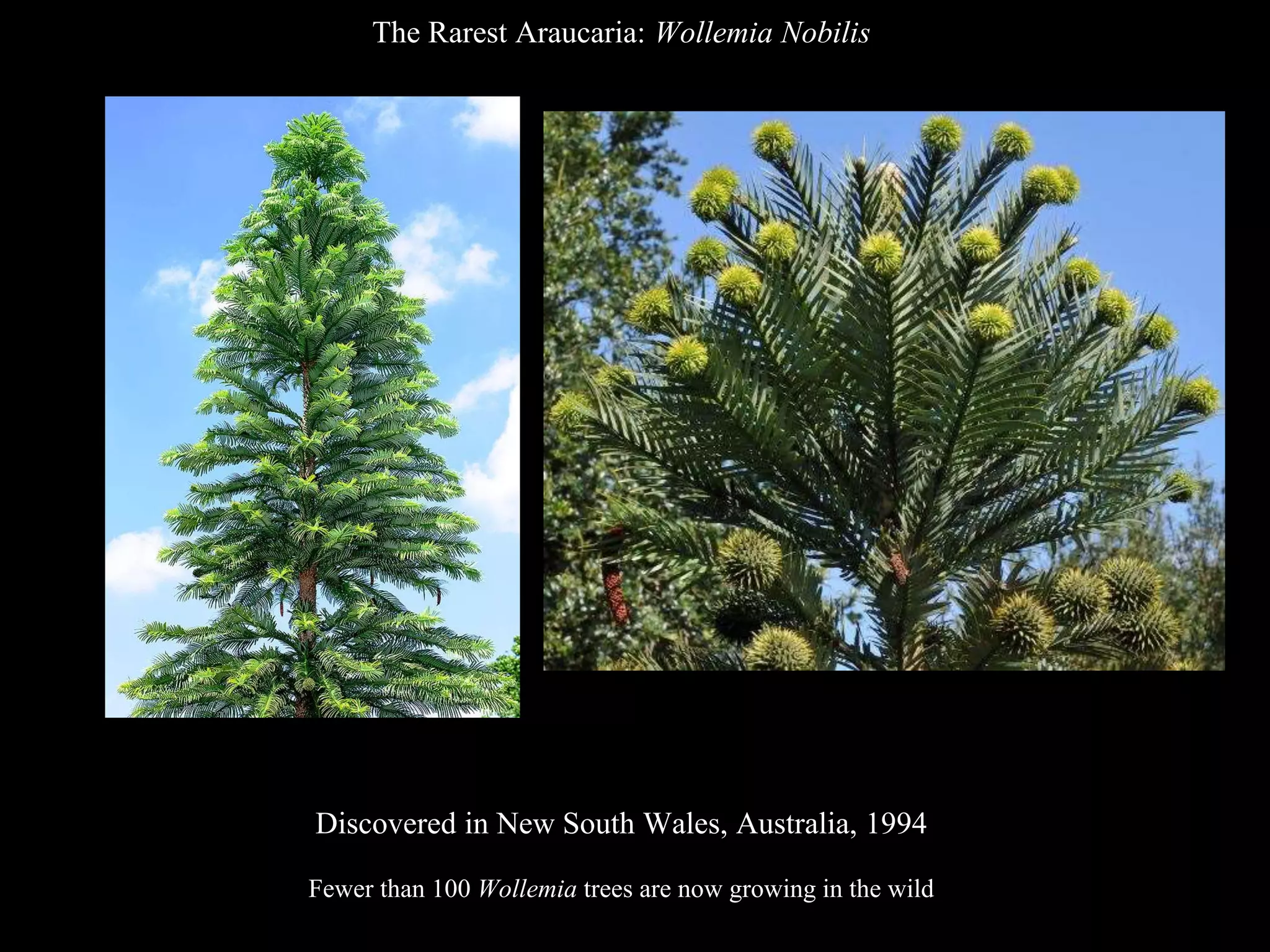 Araucaria | PPTX