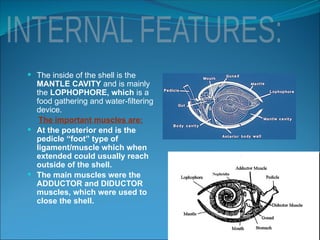 Brachiopods and there morphology ppt... | PPTX