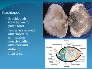 Brachiopods and there morphology ppt... | PPTX