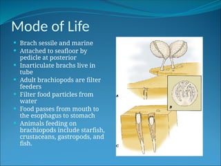 Brachiopods and there morphology ppt... | PPTX
