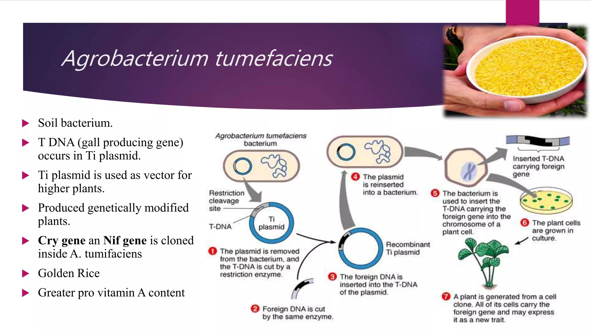 Industrial importance of bacteria | PPTX