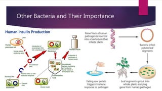 Industrial importance of bacteria | PPTX