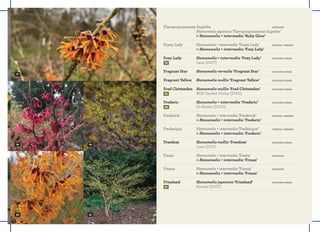 Hamamelis cultivar names - checklist 2024 | PDF