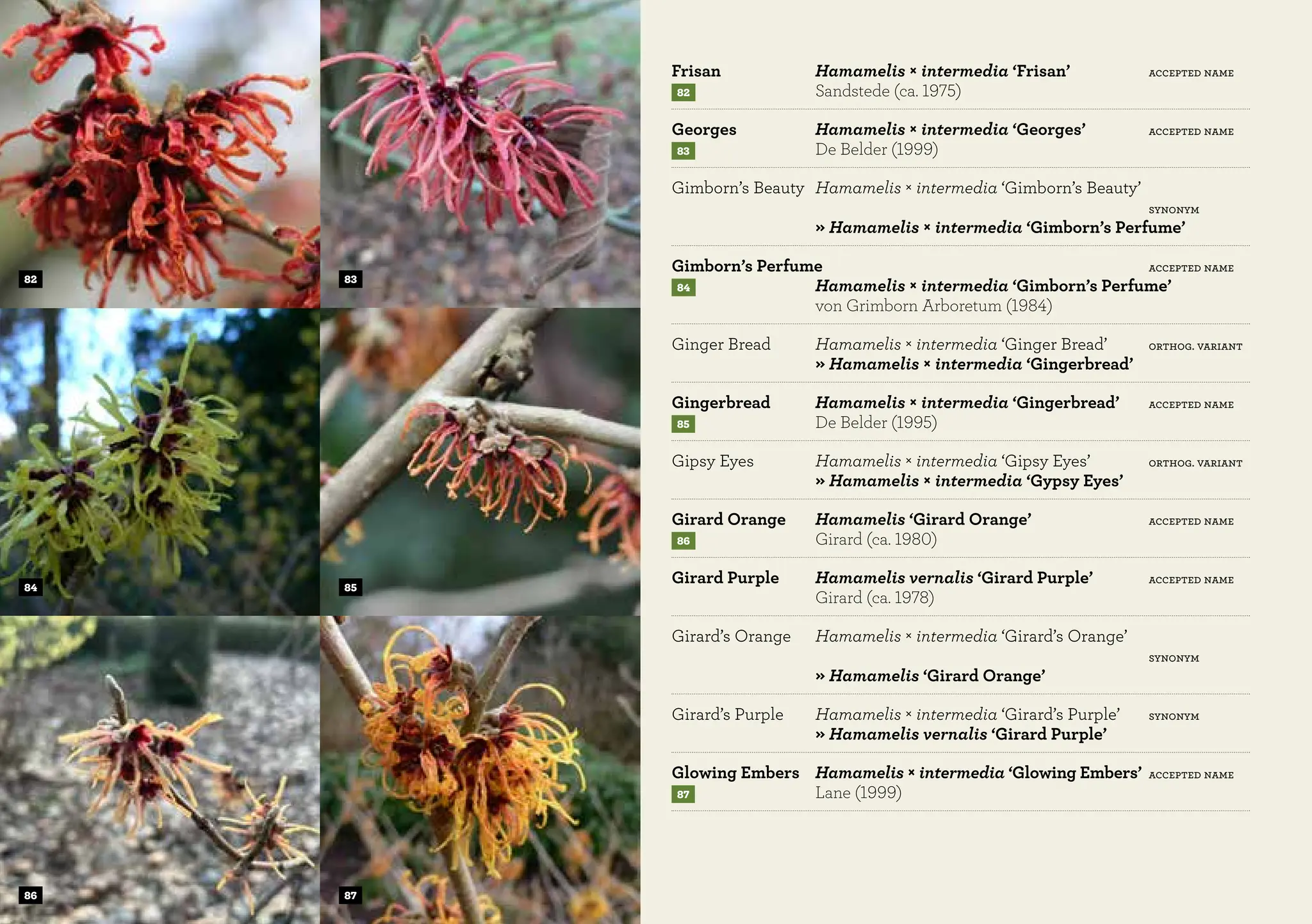Hamamelis cultivar names - checklist 2024 | PDF