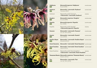 Hamamelis cultivar names - checklist 2024 | PDF