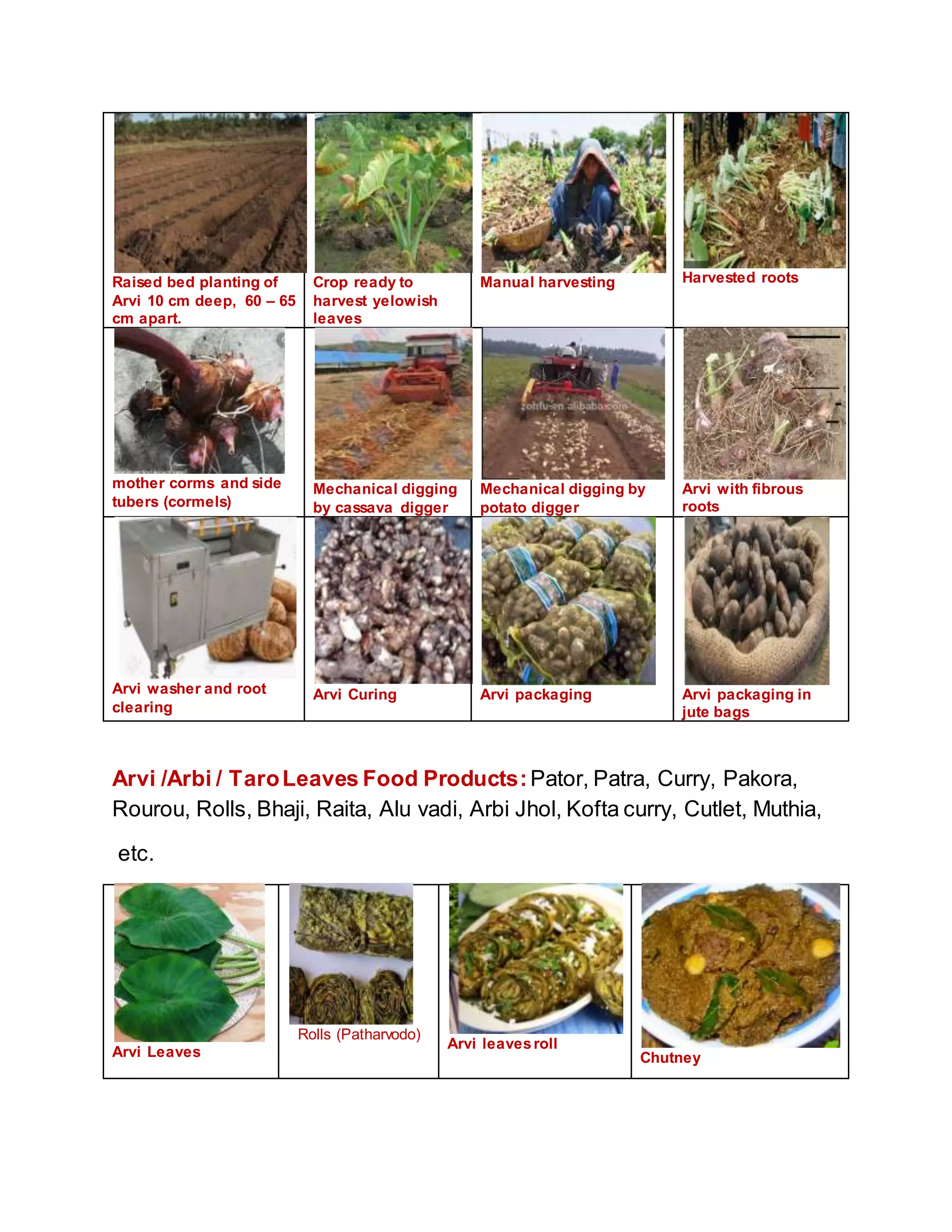 ARVI (Colocasia esculenta) PRODUCTION AND POST HARVEST MANAGEMENT FOR ...