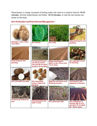 ARVI (Colocasia esculenta) PRODUCTION AND POST HARVEST MANAGEMENT FOR ...