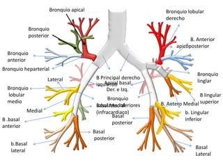 Estructura de los bronquios principales y lobulares | PPT