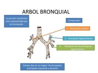 árbol Bronquial