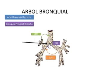 árbol Bronquial