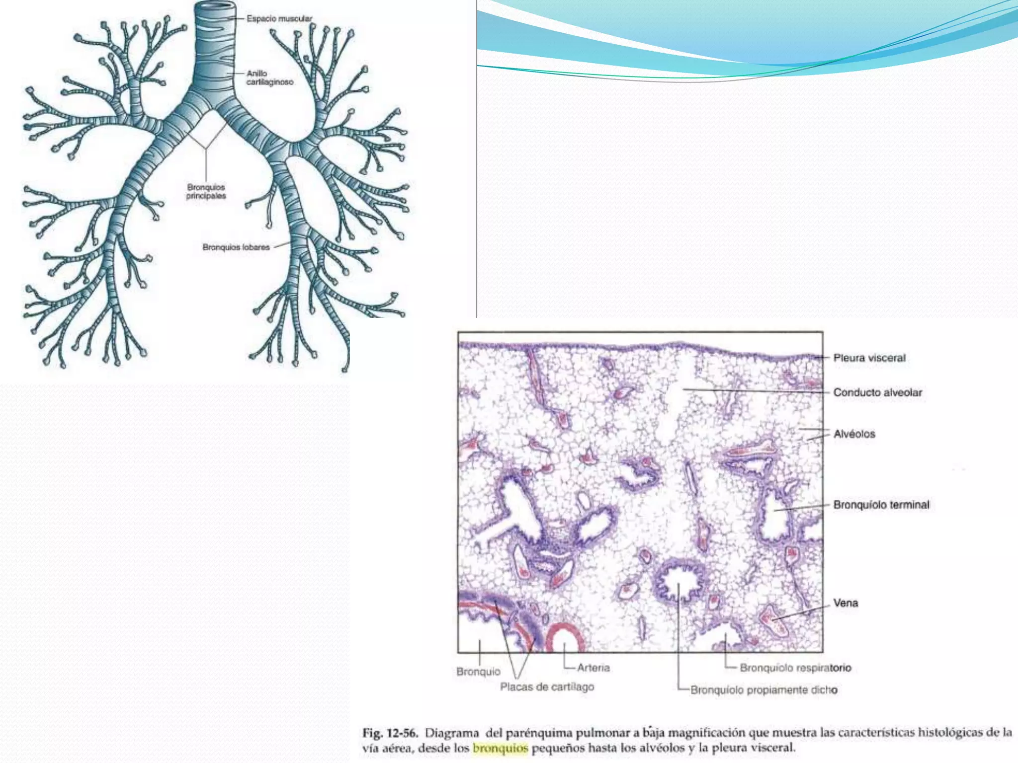 Arbol bronquial ( Bronquios y Bronquiolos) | PPT | Descarga Gratuita