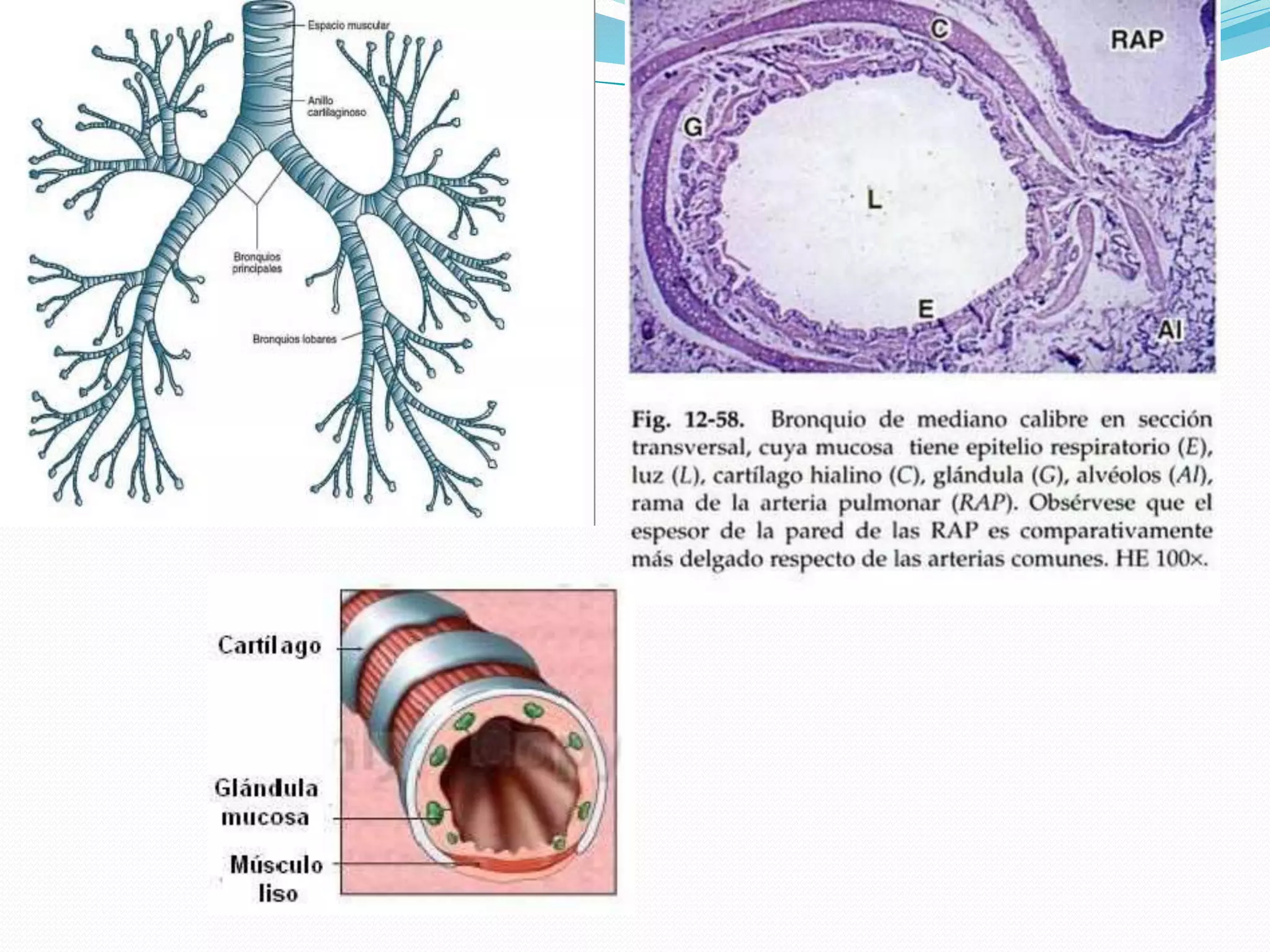 Arbol bronquial ( Bronquios y Bronquiolos) | PPTX