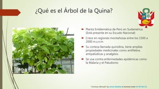 Arbol de la quina | PPTX