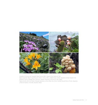 Arboles nativos-enersis | PDF