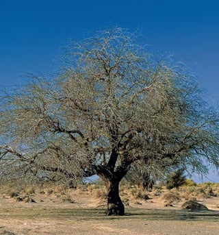 Arboles nativos-enersis | PDF