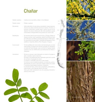 Arboles nativos-enersis | PDF