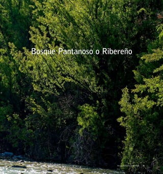 Arboles nativos-enersis | PDF