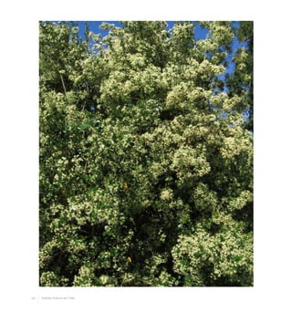 Arboles nativos-enersis | PDF
