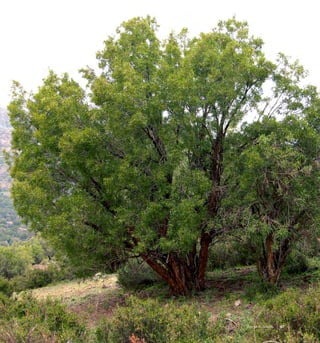 Arboles nativos-enersis | PDF